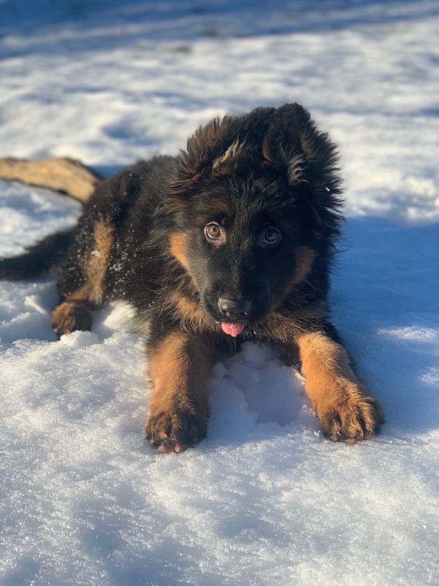 German Shepherd Puppies For Sale In California | Top Shepherd Kennel