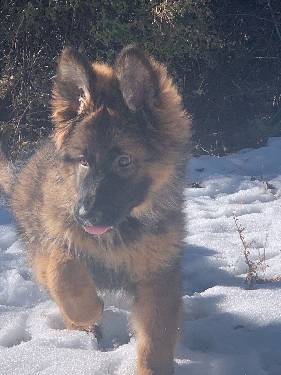 German Shepherd Puppies For Sale In California | Top Shepherd Kennel