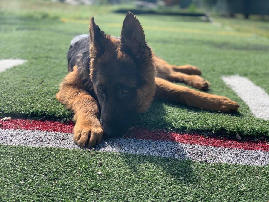 Buy German Shepherd Puppies For Sale In California | Top Shepherd Kennel